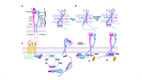 Inside Out Pathway Of Integrin B2 Activation A Structure Model Of