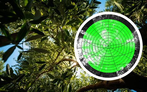 How Does Crop Canopy Structure Affect Yield 5 Key Factors Explained