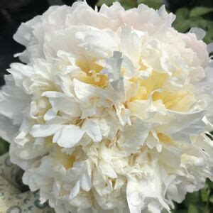 Пионы - Каталог - Garden-Bee.ru