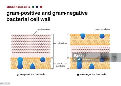 Grampositive Und Gramnegative Bakterien