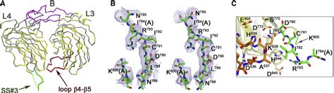 Figure 4 From The Structure Of Neurexin 1α Reveals Features Promoting A