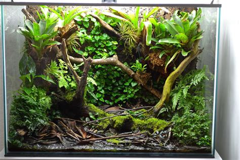 Dart Frog Vivarium With Fish Paludarium