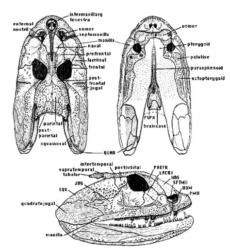 Crassigyrinus Fossil Wiki The Paleontology Wiki