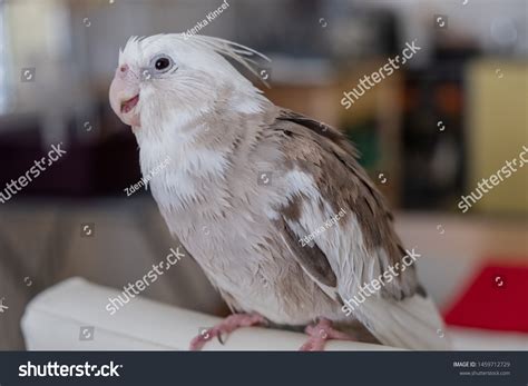 Whiteface Cockatiel