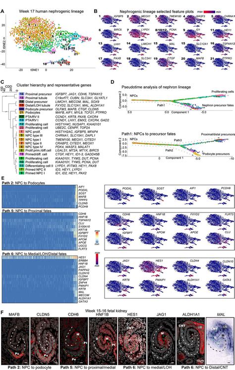 Single Cell Rna Seq Analyses Of Nephrogenic Trajectories Show Download Scientific Diagram