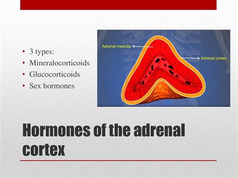 Endocrine System Unit Ppt Download