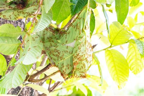 Ants Nest With That Build Nest To Prepare For Eggs Ant In Nature Day