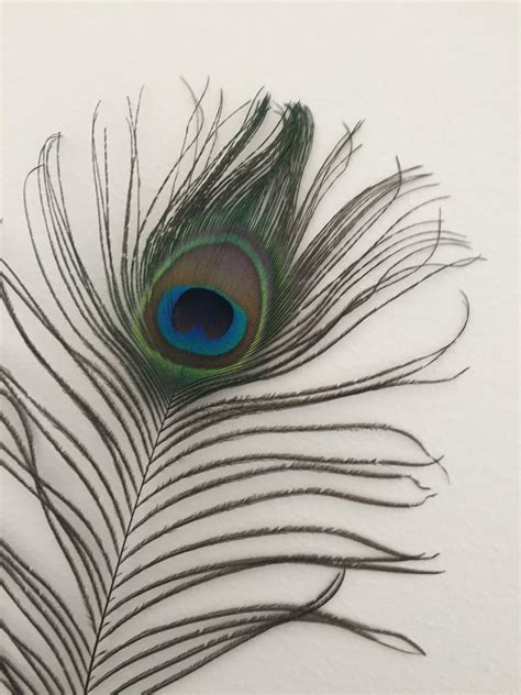 Peacock Feather Wall Art