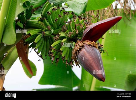 Banana Musa Plant Banana Plant Sapientum Fruit Flower Bloom Florida