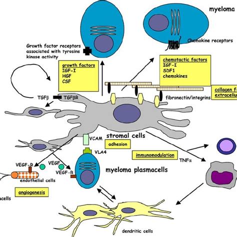 Signaling Cascades Involved In Myeloma Plasma Cell Biology Schematic