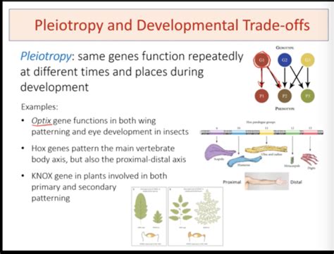 Evolution Chapter 19 Part 2 Flashcards Quizlet Evolution Chapter 19 Part 2 Flashcards Quizlet
