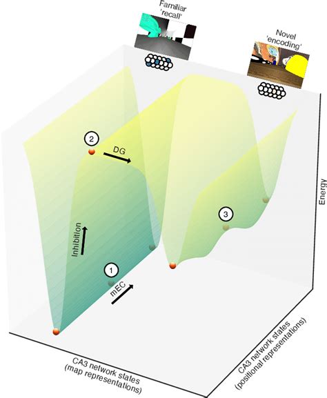 Switching Between Familiar And Novel Attractor States Proposed