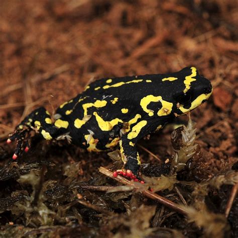 Bumble Bee Toad Facts And Pictures
