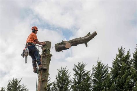 Tree And Stump Removal Melbourne Safe Expert Arborist Services