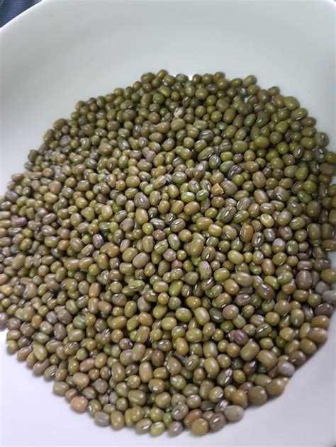 Growing Mung Bean Sprouts Sprouts Bean Sprouts Sprouts Salad