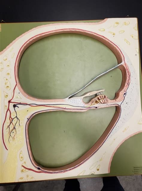 Organ Of Corti Model