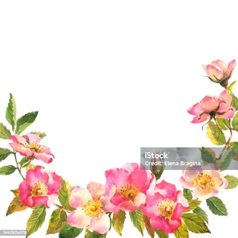 로즈힙 프레임 야생 장미의 꽃 잎 및 과일 Briar 장식을위한 수채화 그림 꽃 식물에 대한 스톡 벡터 아트 및 기타 이미지 꽃 식물 로즈힙 꽃 나무 Istock