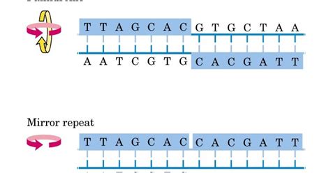 DNA重複序列 Repeat sequences of DNA 小小整理網站 Smallcollation