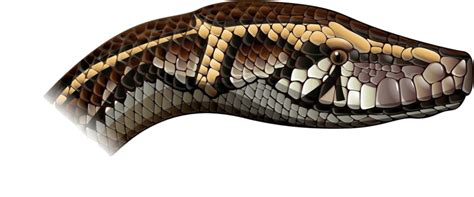 Indian Snake PNG Transparent Images Free Download Vector Files Pngtree