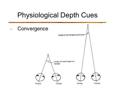 Convergence In Binocular Cues At Miguelina Cotten Blog
