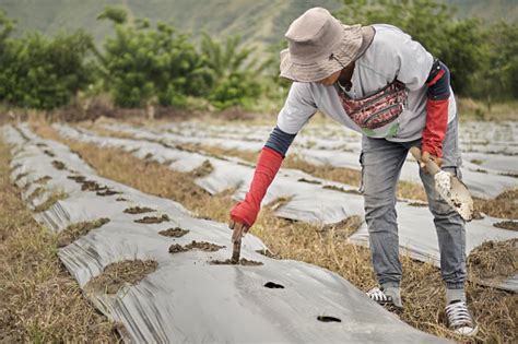플라스틱 코팅 토양이 있는 농장에 칠리 묘목을 심기 위해 구멍을 파고 서 있는 남자 45 49세에 대한 스톡 사진 및 기타 이미지 45 49세 건강관리와 의술 고추류