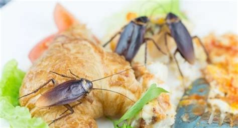 Restaurants Rats Cockroaches Rentokil Hong Kong