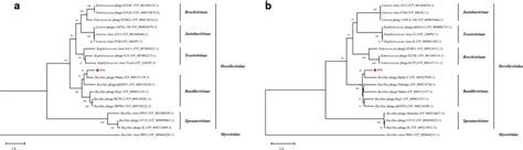 Phylogenetic Analysis Based On Major Capsid Protein A And Terminase