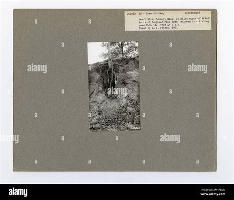 Tree Identification Pine Longleaf Photographs Relating To National Forests Resource