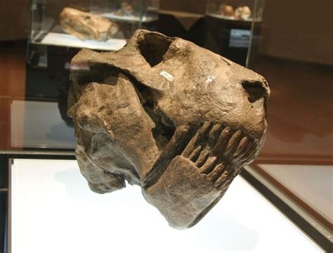 Hasta Yatağı Protoceratops Skull Dicynodont Skull Synapsid Skull