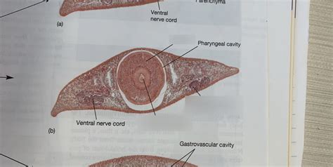 Planaria Cross Section Mesoderm