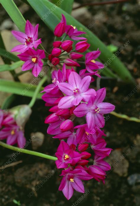 Allium Oreophilum Stock Image B8001080 Science Photo Library