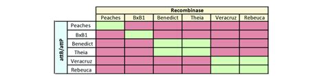 Crosstalk Of Different Large Serine Recombinases Efficient