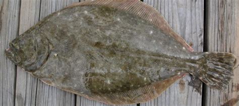 Sea Bream Sheepshead Porgy