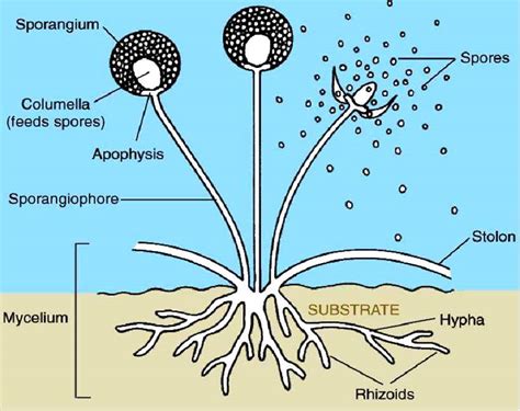 Fungal Cell Structure Hyphae At Pamela Adkins Blog