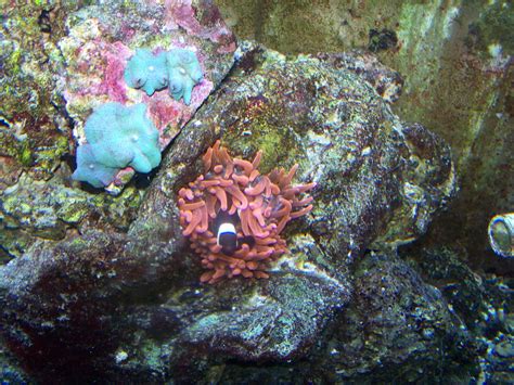 Can A Clown Kill An Anemone Forums For Fish Lovers
