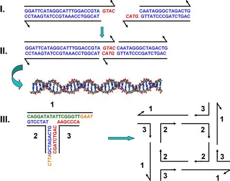 Formation Of A Plane Lattice From Double Stranded Nucleic Acid Download Scientific Diagram