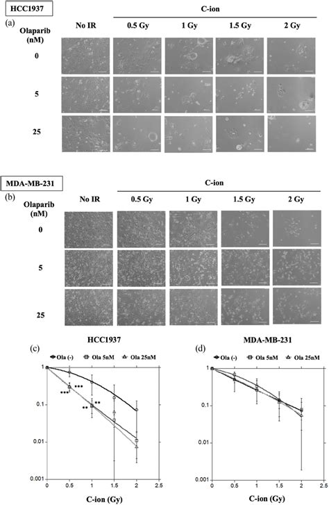 Low Dose Of Olaparib Showed Effectiveness As A Radio Sensitizer To