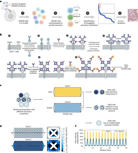 Identification Of The Druggable Modulators Of Cell Secretion Via A Download Scientific Diagram