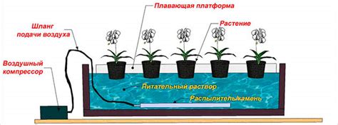 Гидропоника – водная, субстратная, воздушная