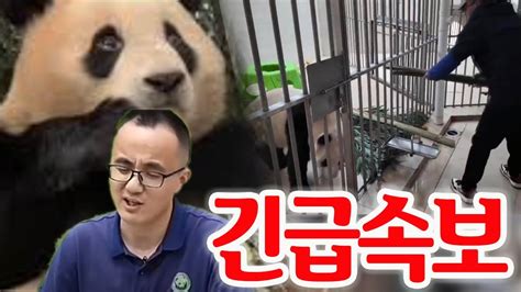 Sbs Tv 푸바오 생방송 사고 사육사가 푸바오를 학대하는 모습이 우연히 녹화되어 논란 쉬샹은 고개를 숙이고 수백만명의
