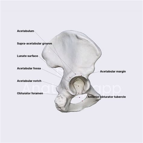 Features Of Hip Bone Acetabulum And Obturator Foramen Anatomyapp