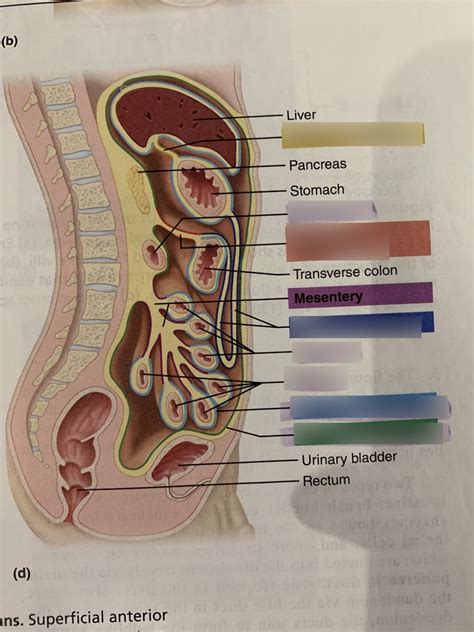 Digestive System Diagram Quizlet