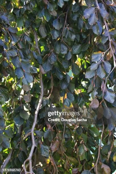 The Weeping Beech Photos And Premium High Res Pictures Getty Images