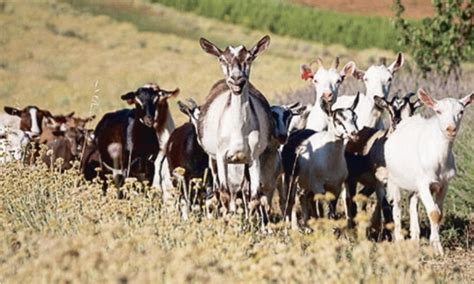 T’kudi traders’ stolen goats found; fraudster on the run