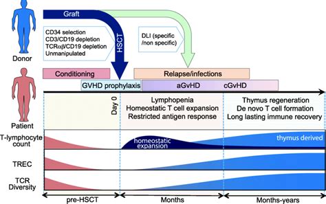 Overview Of The Hsct Procedure With Depicted Transplant Related Download Scientific Diagram