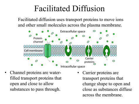 Cellular Structure And Function Iii PPT Cellular Structure And Function Iii PPT