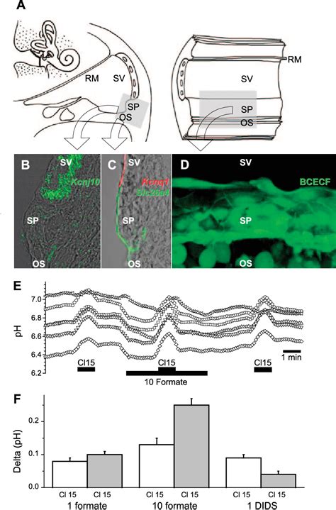 Non Toxic Nodular Goiter Semantic Scholar