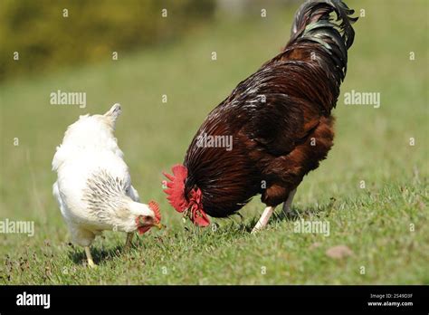 Hen And Cock Feeding Together On A Green Meadow Domestic Fowl Gallus