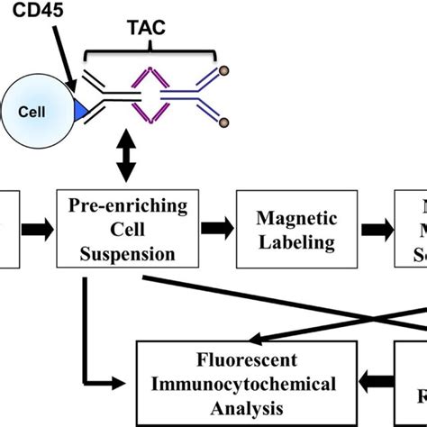 Workflow Chart Of Ctc Magnetic Enrichment Rna Ish And Fluorescent