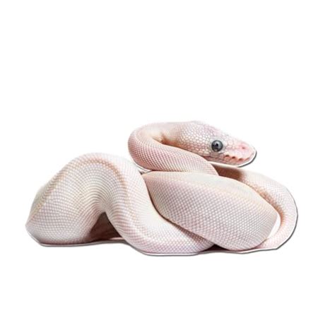 Characteristics And Care Guide For Blue Eyed Leucistic Ball Pythons Scale Companions